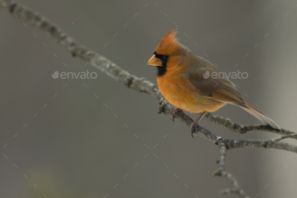 Orange northern cardinal (Cardinalis cardinalis) sitting on a branch ...