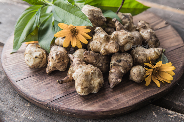 Jerusalem artichoke tubers. Freshly harvested roots of Helianthus ...