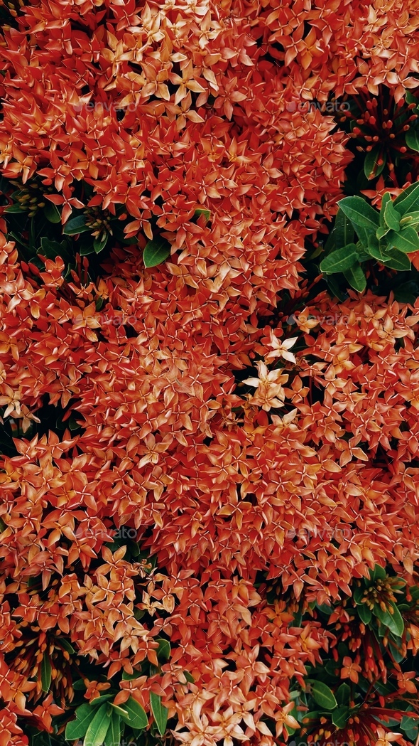 Red Ixora flowers and green leaves. Red Ixora plants background. Stock ...