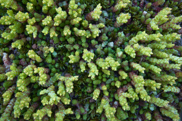 Sedum acre texture. Stock Photo by RomanBeliakov | PhotoDune