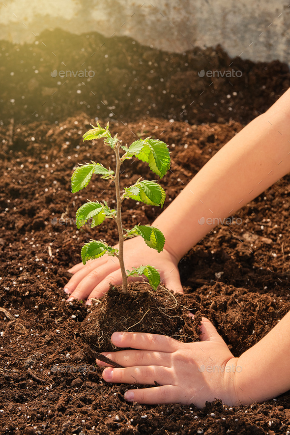 vertical image of a child's hands planting a small plant to celebrate ...