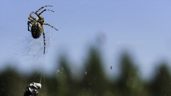Cose up of hunting spider trying capturing a small insect in its web ...