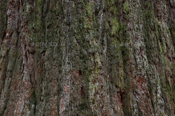 giant tree trunk texture background Stock Photo by jgcocinarte | PhotoDune