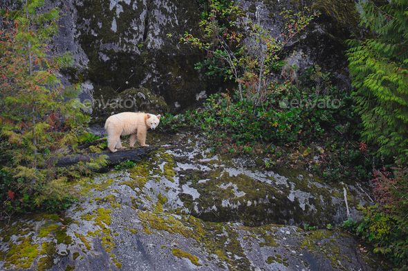 Endearing white spirit bear (Ursus americanus kermodei) standing in the ...