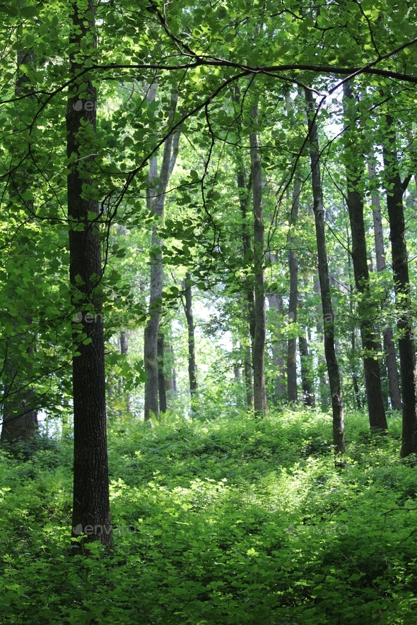 Tall trees in the forest - perfect for background Stock Photo by wirestock