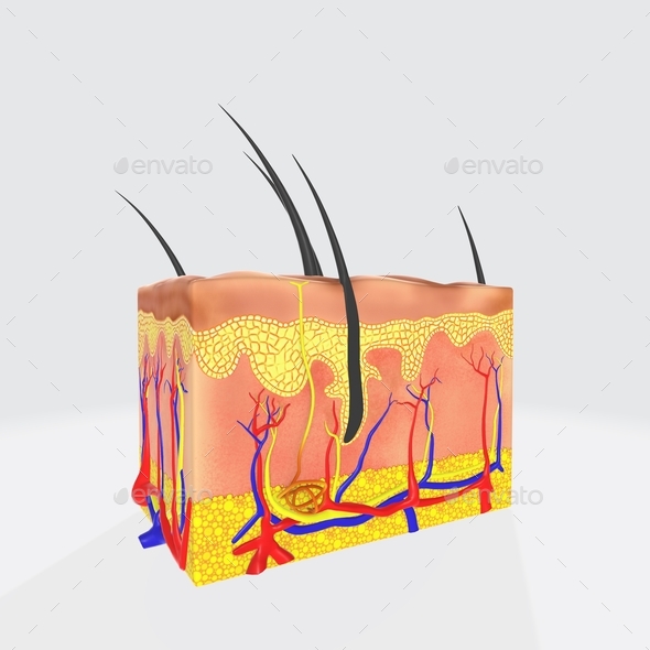 Anatomical structure of the human hair Stock Photo by wirestock | PhotoDune