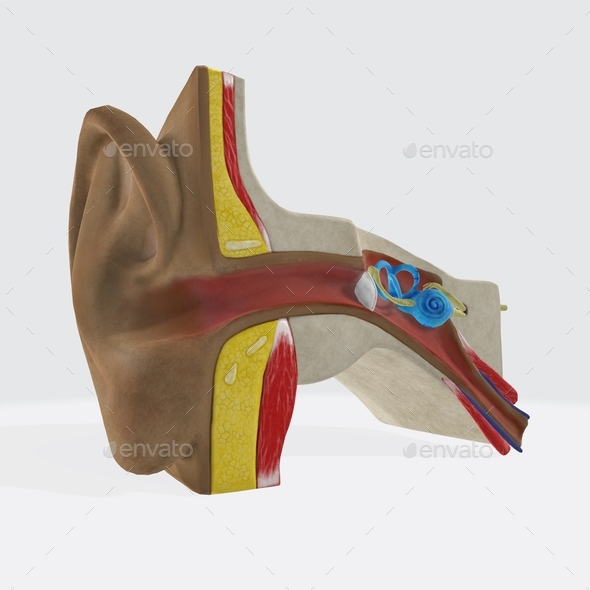 Anatomical structure of the human ear Stock Photo by wirestock | PhotoDune