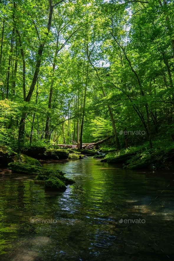Beautiful scenery of a river surrounded by greenery in a forest Stock ...