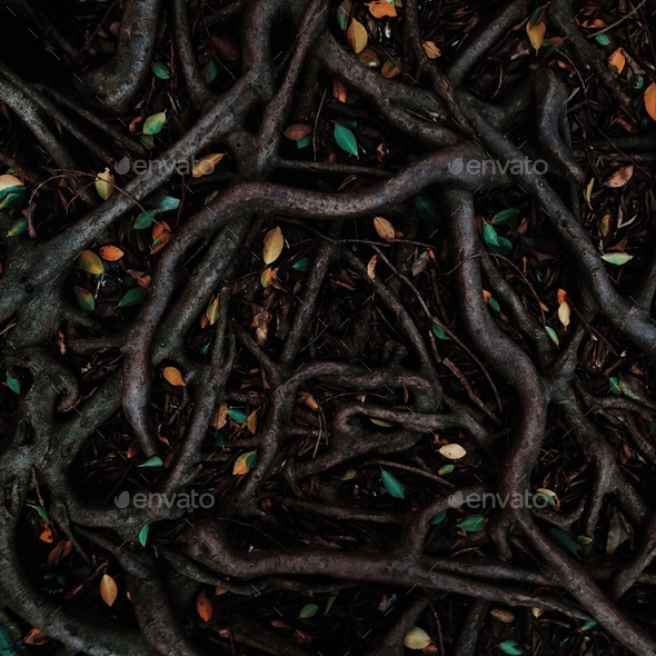 Overhead closeup shot of tree roots and branches with leaves Stock ...