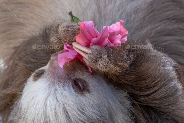Beautiful baby sloth holding pink flowers with her claws and enjoying ...
