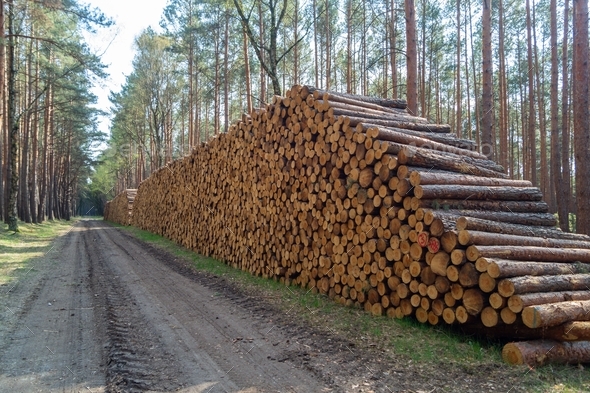 Large pile of tree logs stacked in a forest Stock Photo by wirestock
