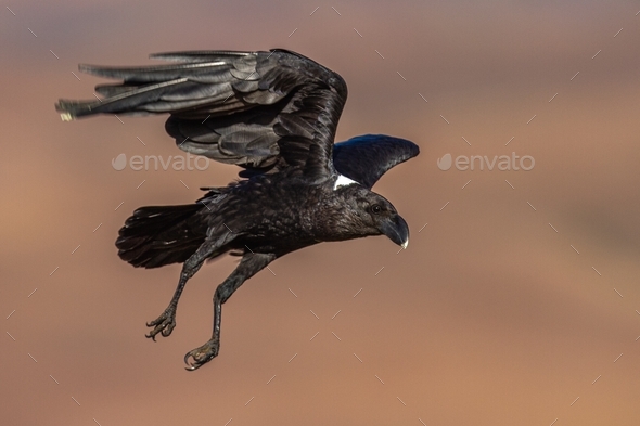 Selective focus shot of a beautiful crow flying on the sky with a ...