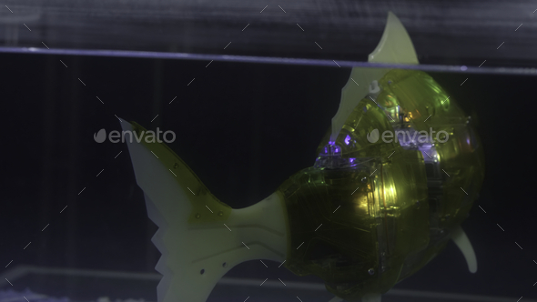 Robot fish in aquarium. HDR. Glowing and flashing fish in water ...