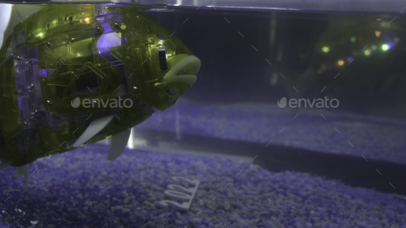 Robot fish in aquarium. HDR. Glowing and flashing fish in water ...