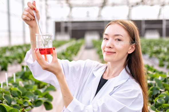 Fruit researcher in greenhouse hydroponic farming test natural liquid ...
