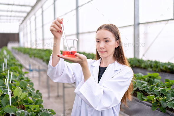 Fruit researcher in greenhouse hydroponic farming test natural liquid ...