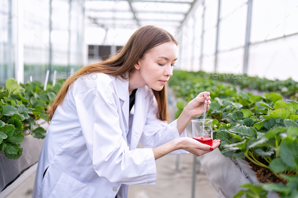 Fruit researcher in greenhouse hydroponic farming test natural liquid ...