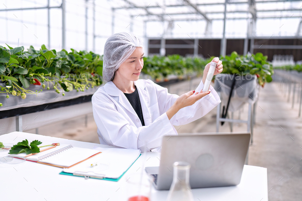 Fruit researcher in greenhouse hydroponic farming test natural ...