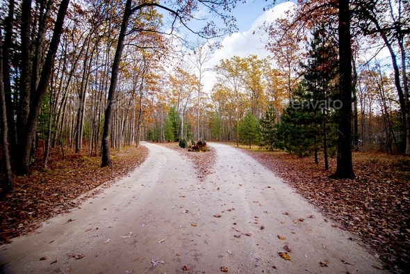 Beautiful shot of a pathway splitting in the middle of a forest with ...