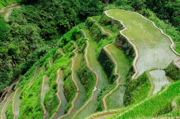 High angle shot of a beautiful landscape in Banaue Rice Terraces ...