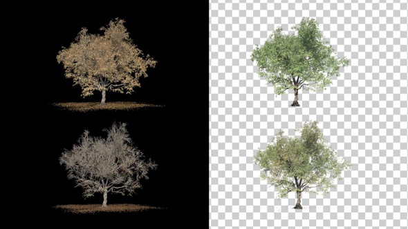 4 Seasons Tree Animation V1, Motion Graphics | VideoHive