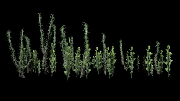 Plants, Motion Graphics | VideoHive