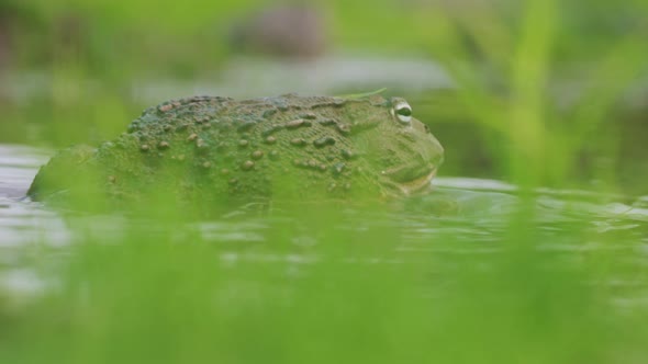 African Giant Bullfrog Attacking And Fighting In A Pond - close up shot ...