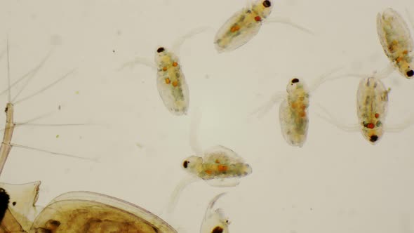 Daphnia Juveniles Or Common Water Fleas Under The Microscope, Stock Footage