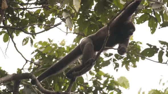Male Woolly Monkey Jumping Into Another Tree Branches In Tropical ...