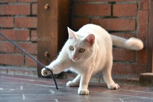 White cat trying to hold a rope with a confused and scared facial ...