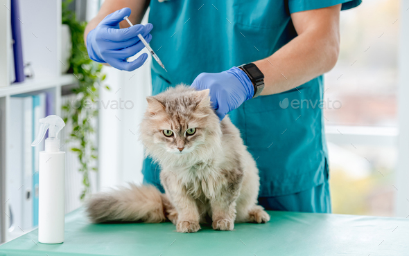 Cat receiving injection from syringe Stock Photo by tan4ikk | PhotoDune