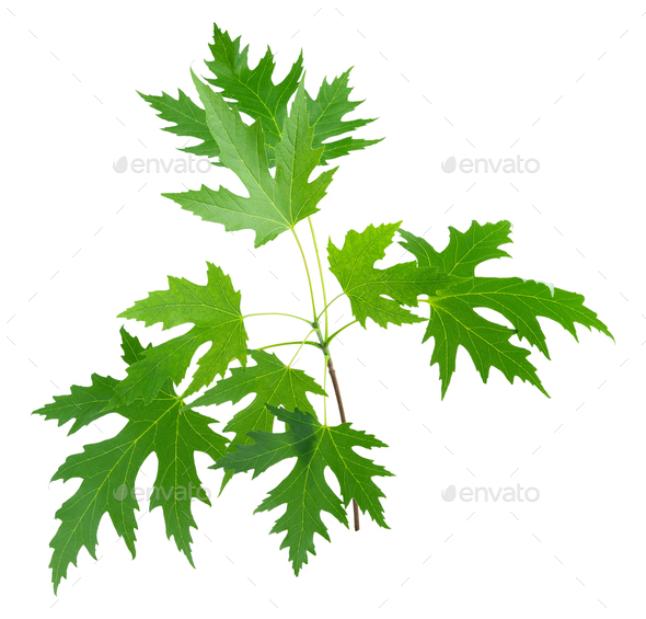Maple tree branch isolated on white background with clipping path ...