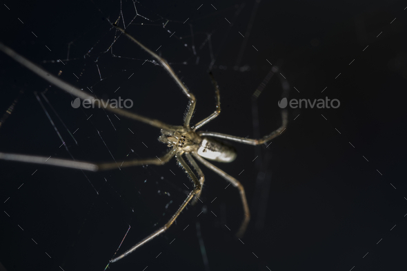 Macro shot of a creepy spider with long sharp legs on the spider web ...