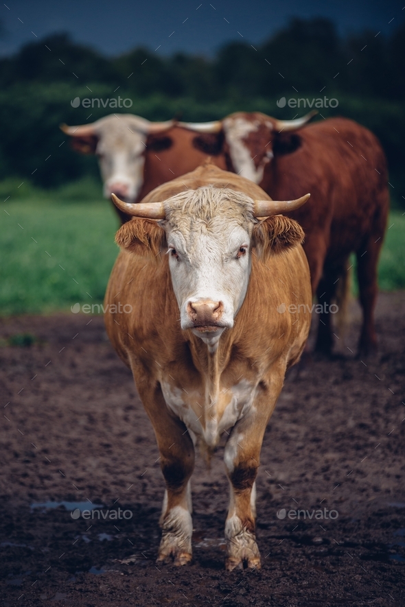 Vertical shot of a beige bull staring at the camera and two brown ones ...