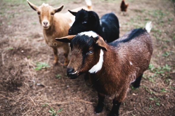 High angle shot of young goats in California ranch with a blurred ...
