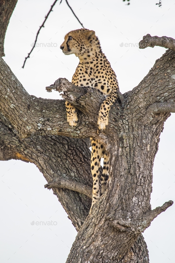 Cheetah resting on a tree in the Masai Mara Safari, Kenya Stock Photo ...
