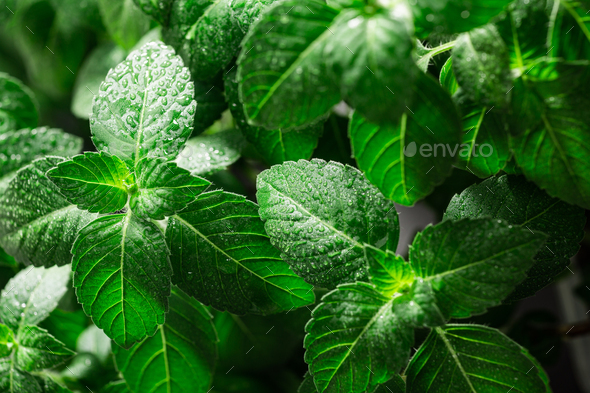 Rama Tulsi, the Indian Holy Basil, selective focus. Ocimum sanctum ...