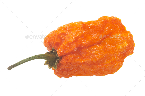 Dried Habanero Orange chile pepper isolated. Whole pod of Capsicum ...