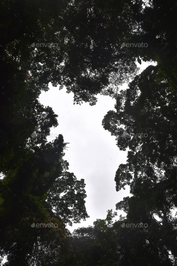 the tree tops in a rainforest from below looking up Stock Photo by ...