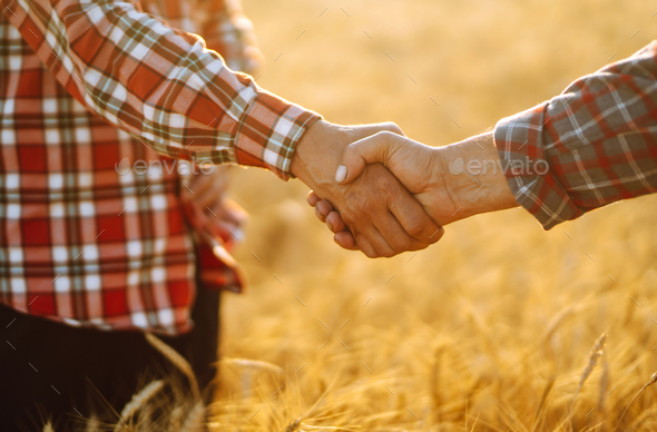 Handshake. Two farmer standing in a wheat field and shake hands on ...
