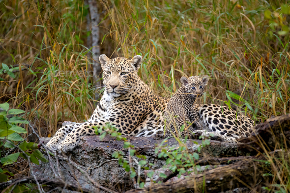 A leopard and her cub, Panthera pardus, lie together on a log, direct ...
