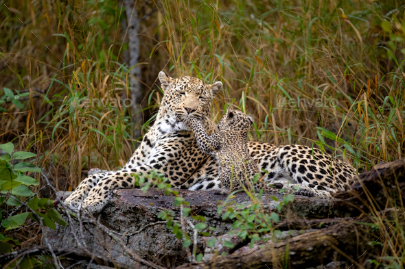 A female leopard and her cub, Panthera pardus, lie together on a log ...