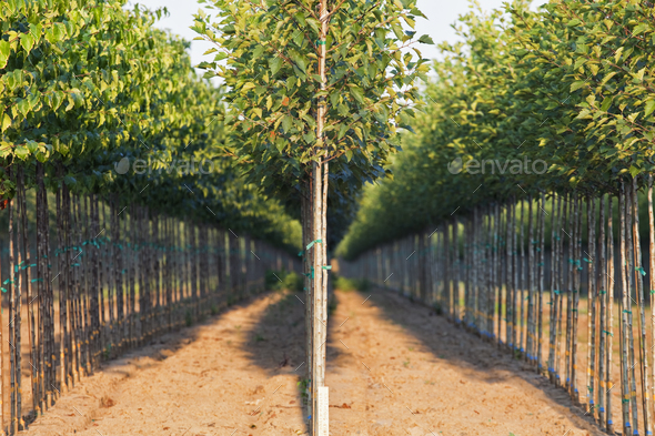 A tree nursery, rows of young sapling trees being grown Stock Photo by ...