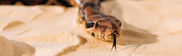 Panoramic shot of snake with sticking out tongue on sand Stock Photo by ...