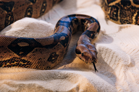 Selective focus of python with sticking out tongue on sand Stock Photo ...
