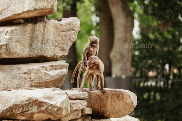 Monkey couple breeding on the tree in a jungle scene Stock Photo by ...