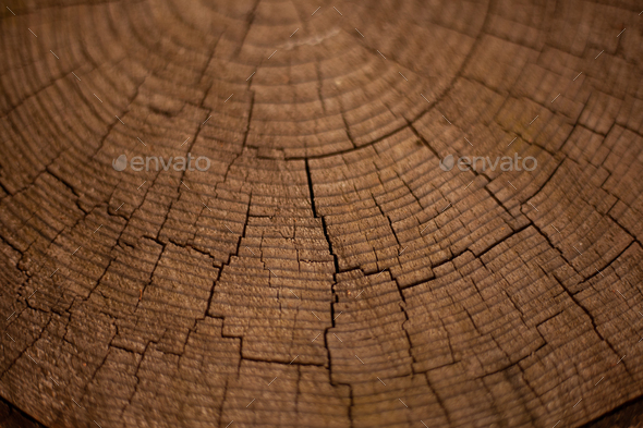 Wood background. Rings of a tree on a cut of a log. Old wooden oak tree ...