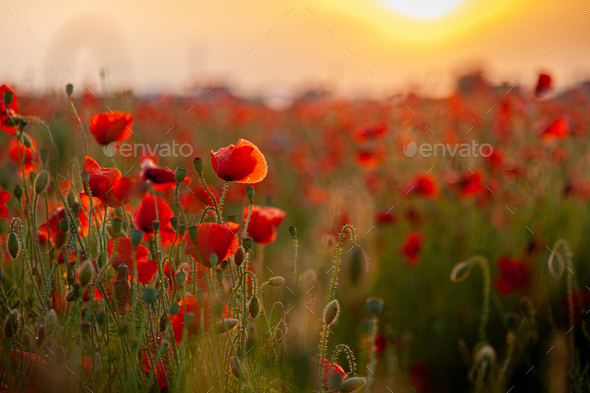 Red poppies. Buds of wildflowers and garden flowers. Red poppy blossoms ...