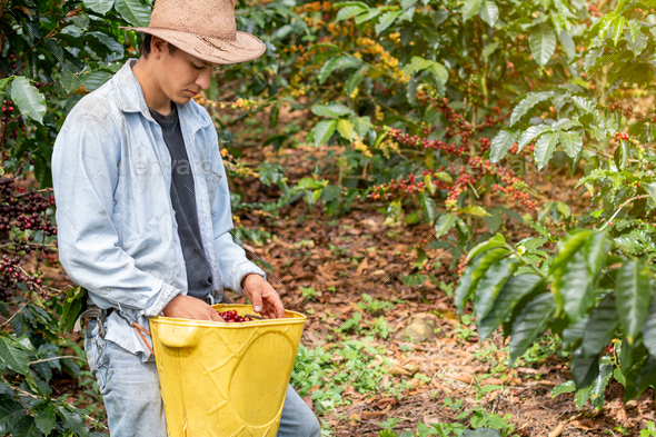 Coffee picker observes his full container in front of the coffee trees ...
