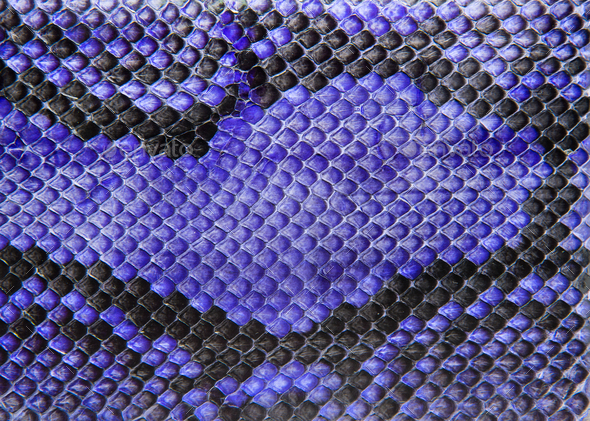 Blue snake skin, leather texture for background. Stock Photo by Kundoy